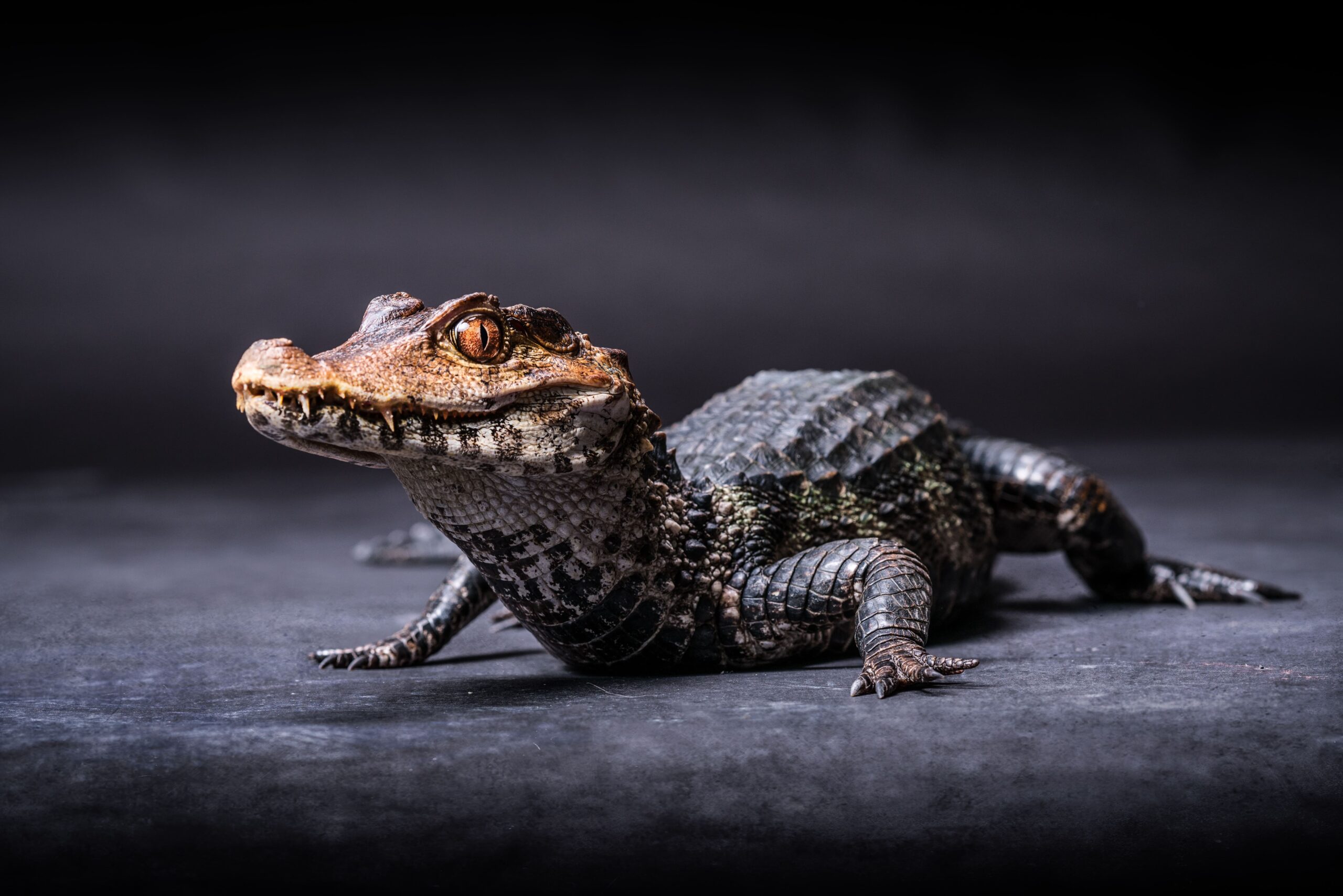 Meet The Animals - Scales and Tails Utah