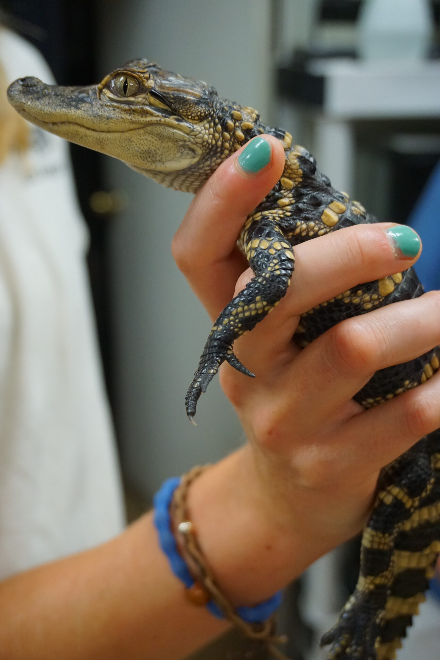 Meet The Animals - Scales and Tails Utah
